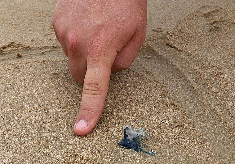 Donostia cambia el protocolo de actuación ante las carabelas ...